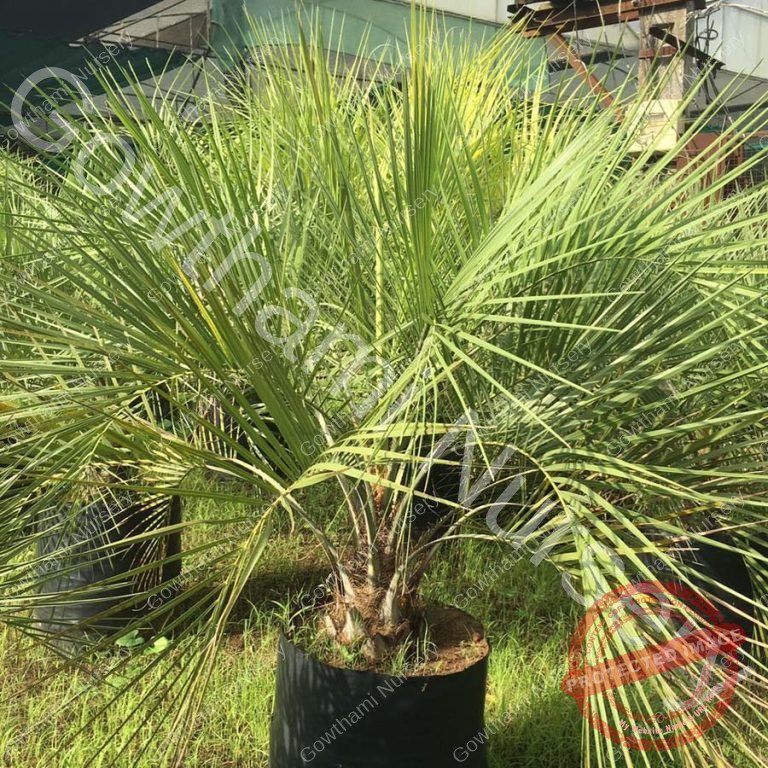 Butia Capitata - Gowthami Nursery
