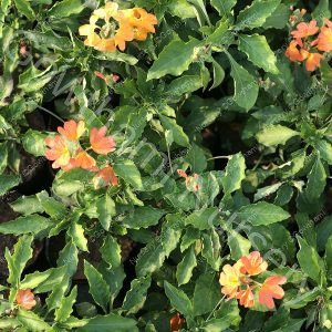 Crossandra Varieties - Gowthami Nursery