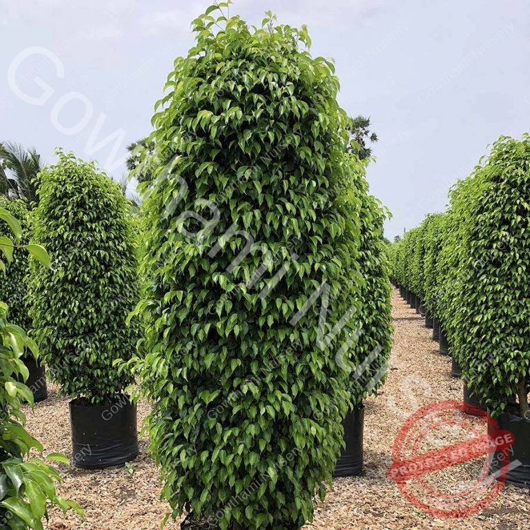 Ficus Black - Gowthami Nursery