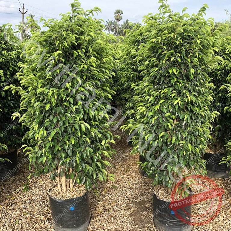 Ficus Black - Gowthami Nursery