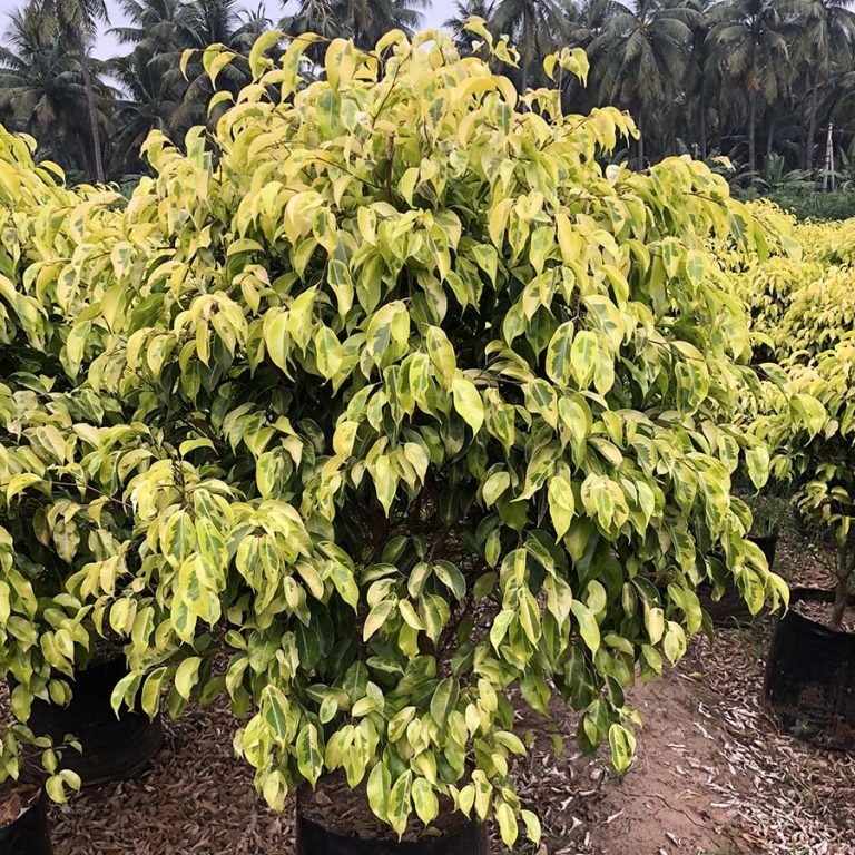 Ficus Reginald - Gowthami Nursery