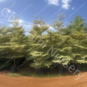 Terminalia Mantaly Variegated - Gowthami Nursery